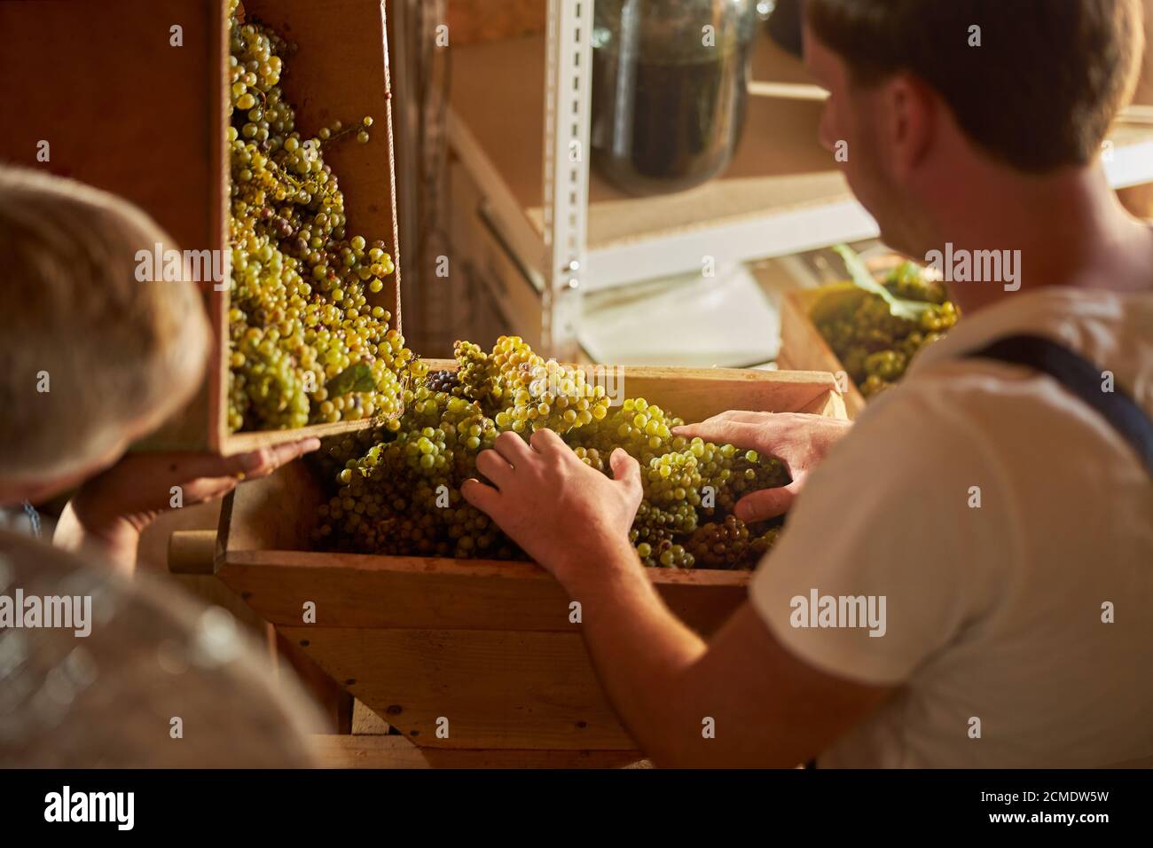 Hand crushing grapes hi-res stock photography and images - Alamy