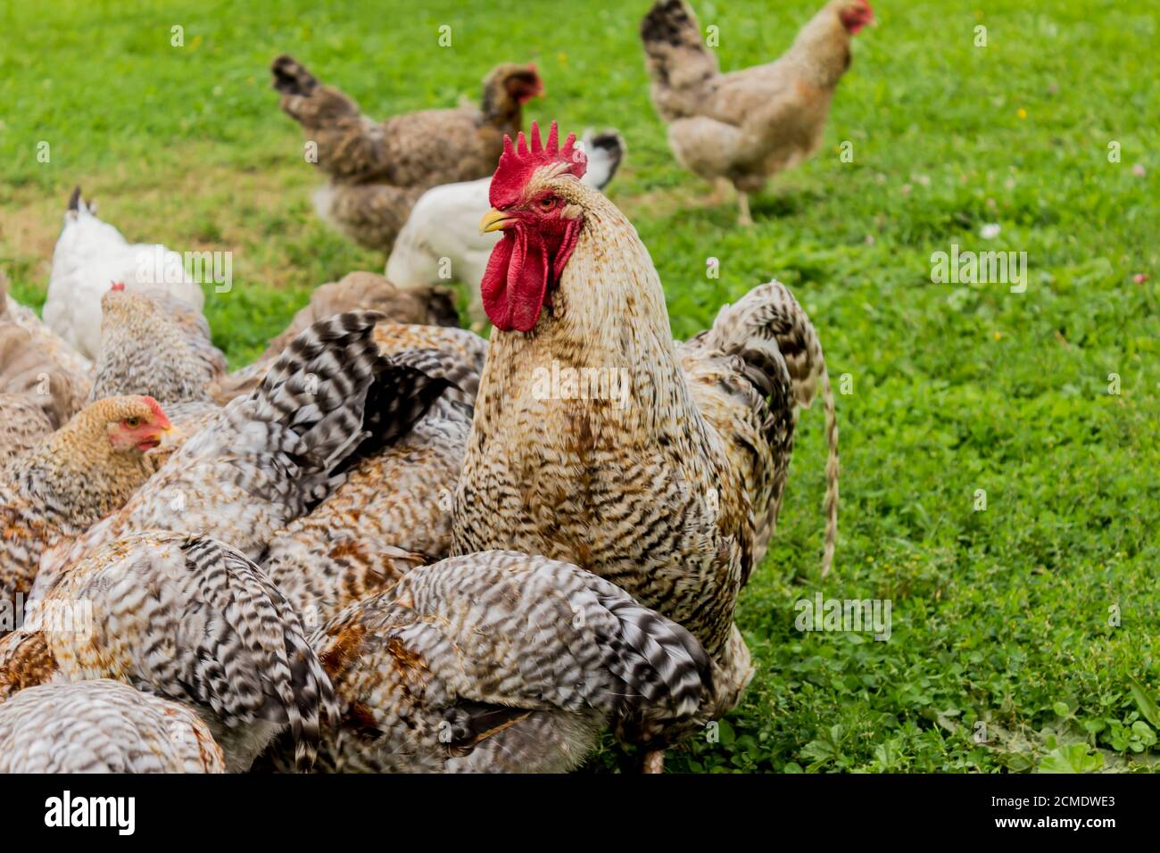Chickens peck grains from the feeder. The rooster is guarding the hens ...