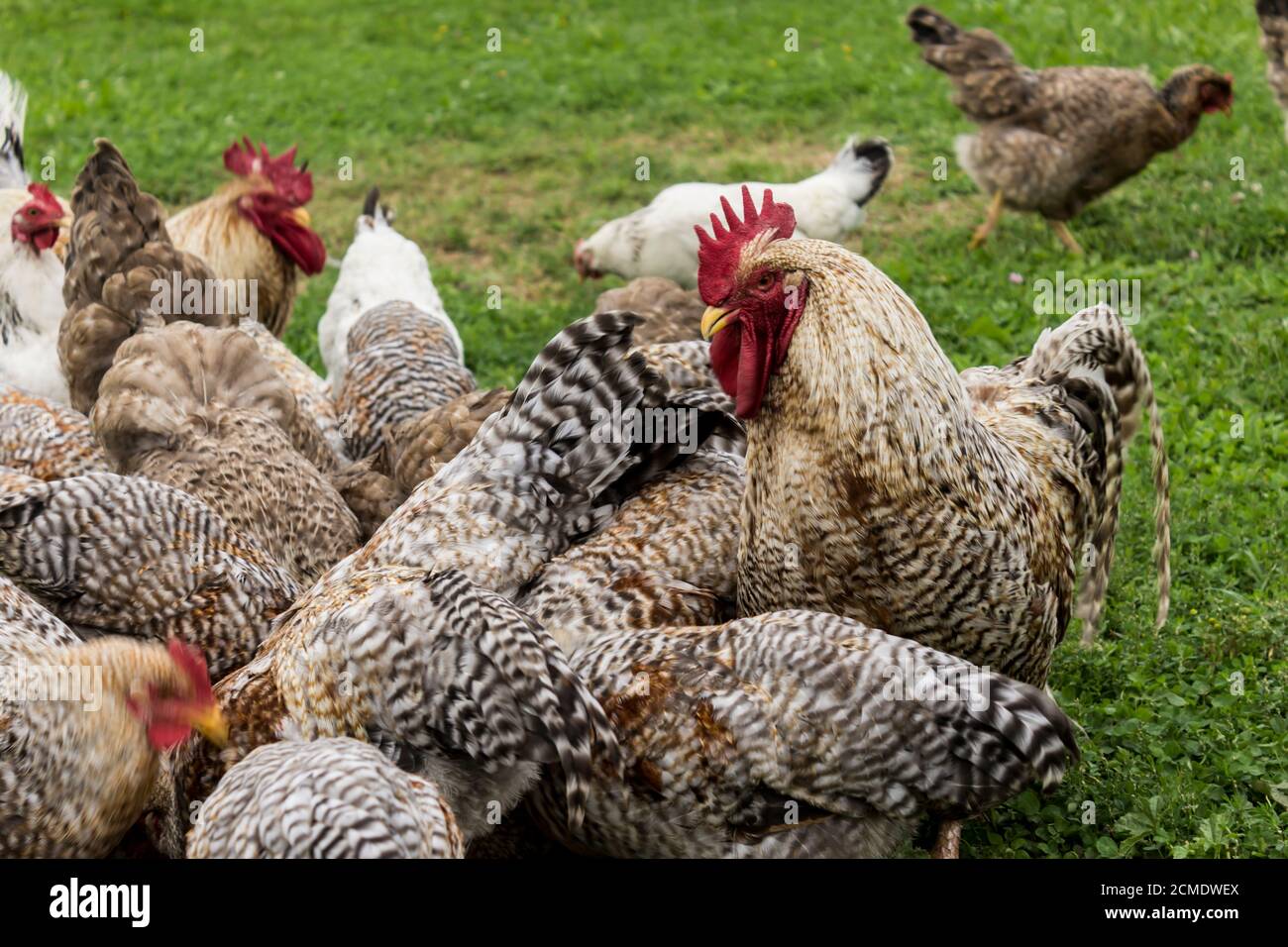 Roosters and hens having breakfast at the farm. Close up . Bielefelder ...