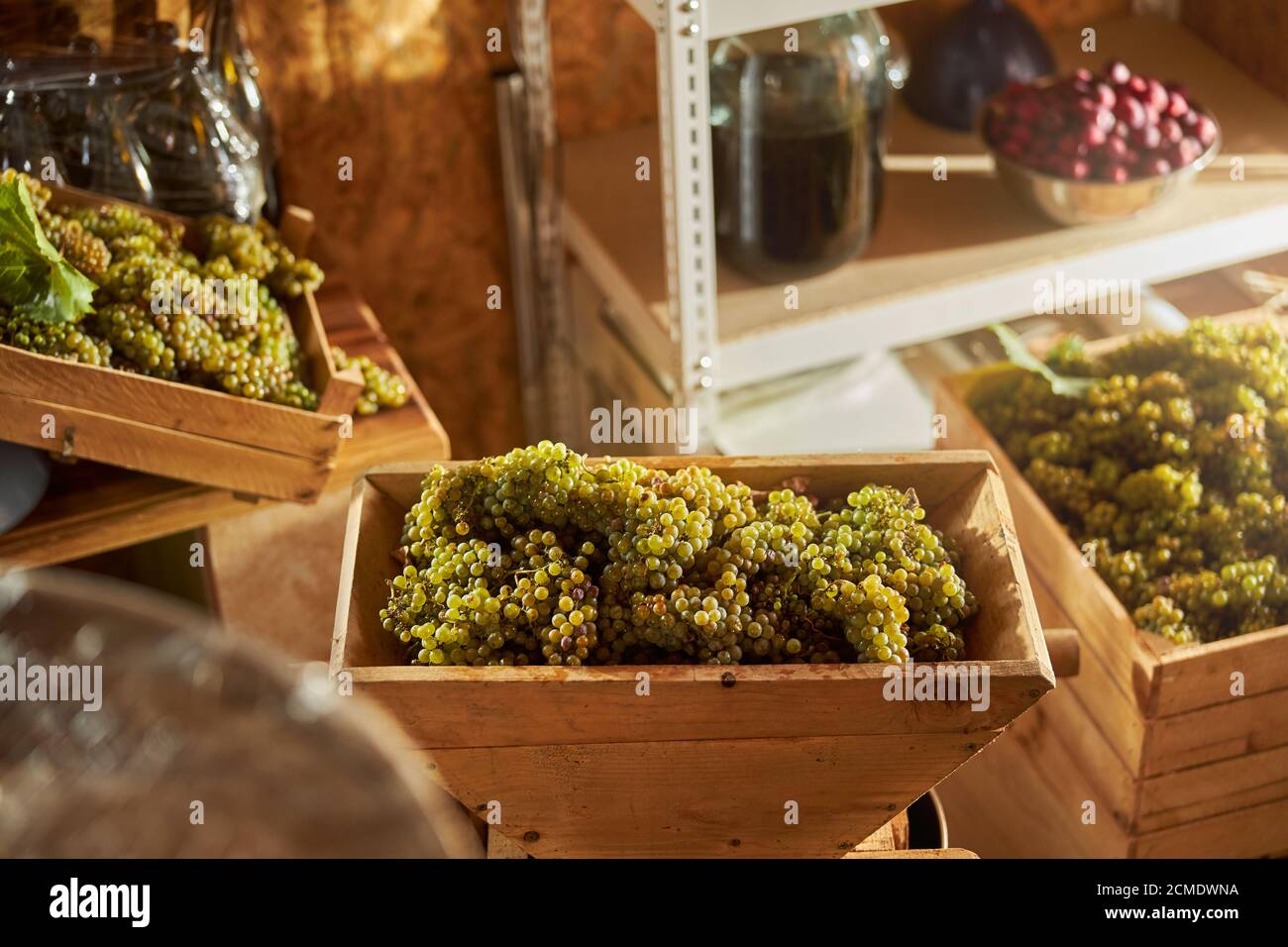 Hand crushing grapes hi-res stock photography and images - Alamy