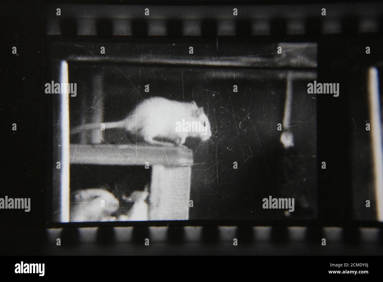 Fine 70s vintage black and white photography of a pet gerbil ...