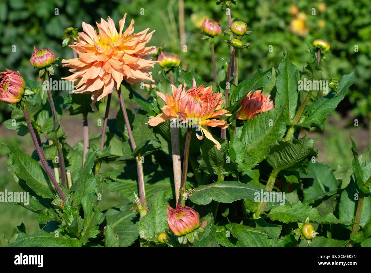 Dahlia ac ben hi-res stock photography and images - Alamy