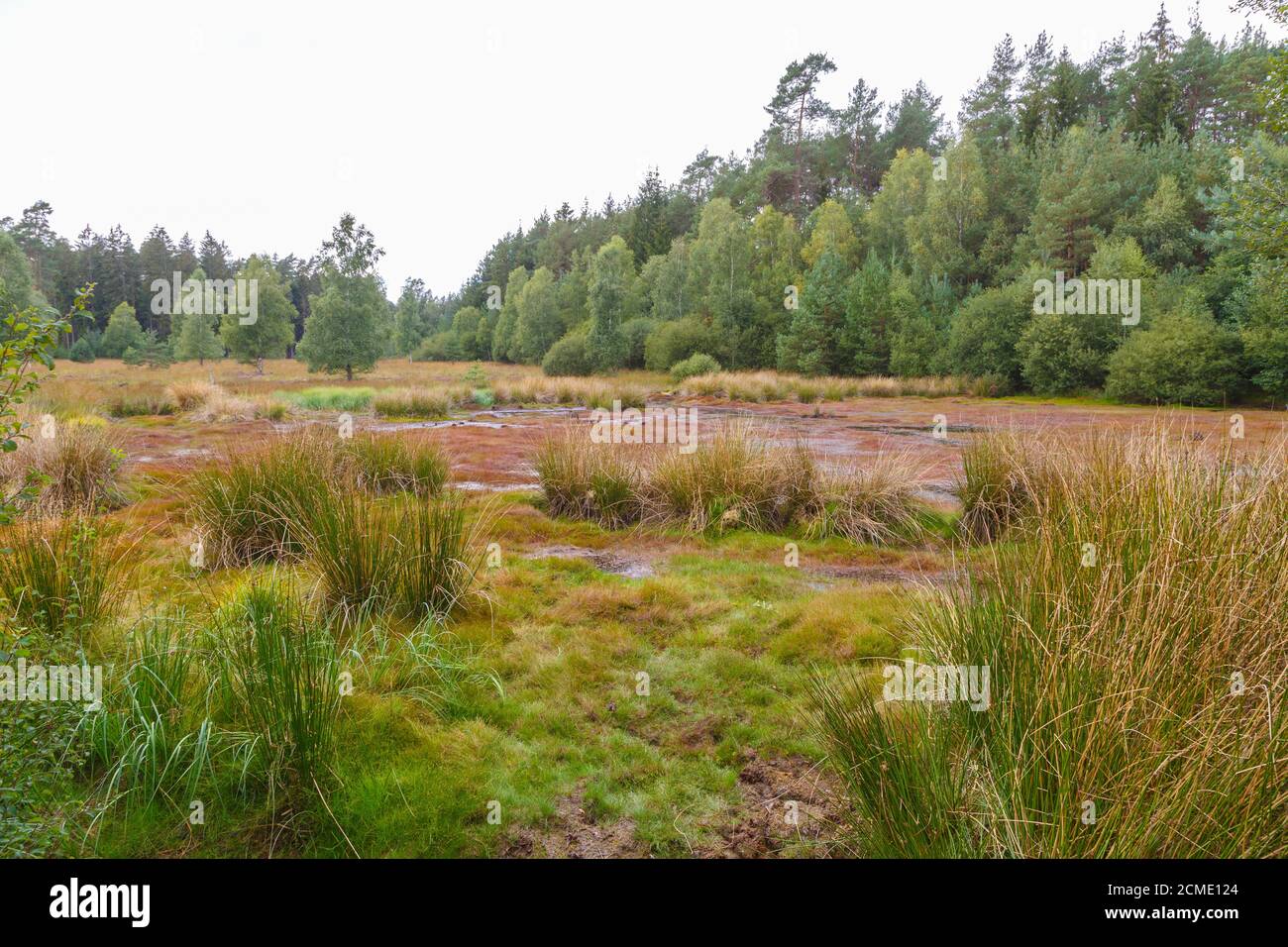 Moorlandschaft im Burgwald nördlich von Marburg, Hessen, Deutschland ...