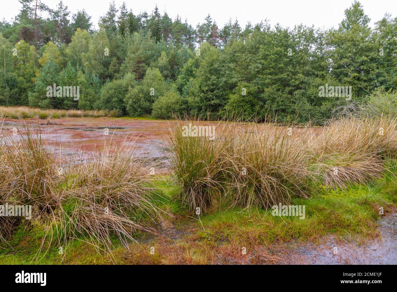 Moorlandschaft im Burgwald nördlich von Marburg, Hessen, Deutschland ...