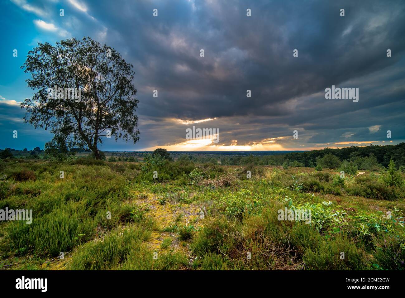Dutch heather landscape with dark clouds and sun rays during the sunset ...
