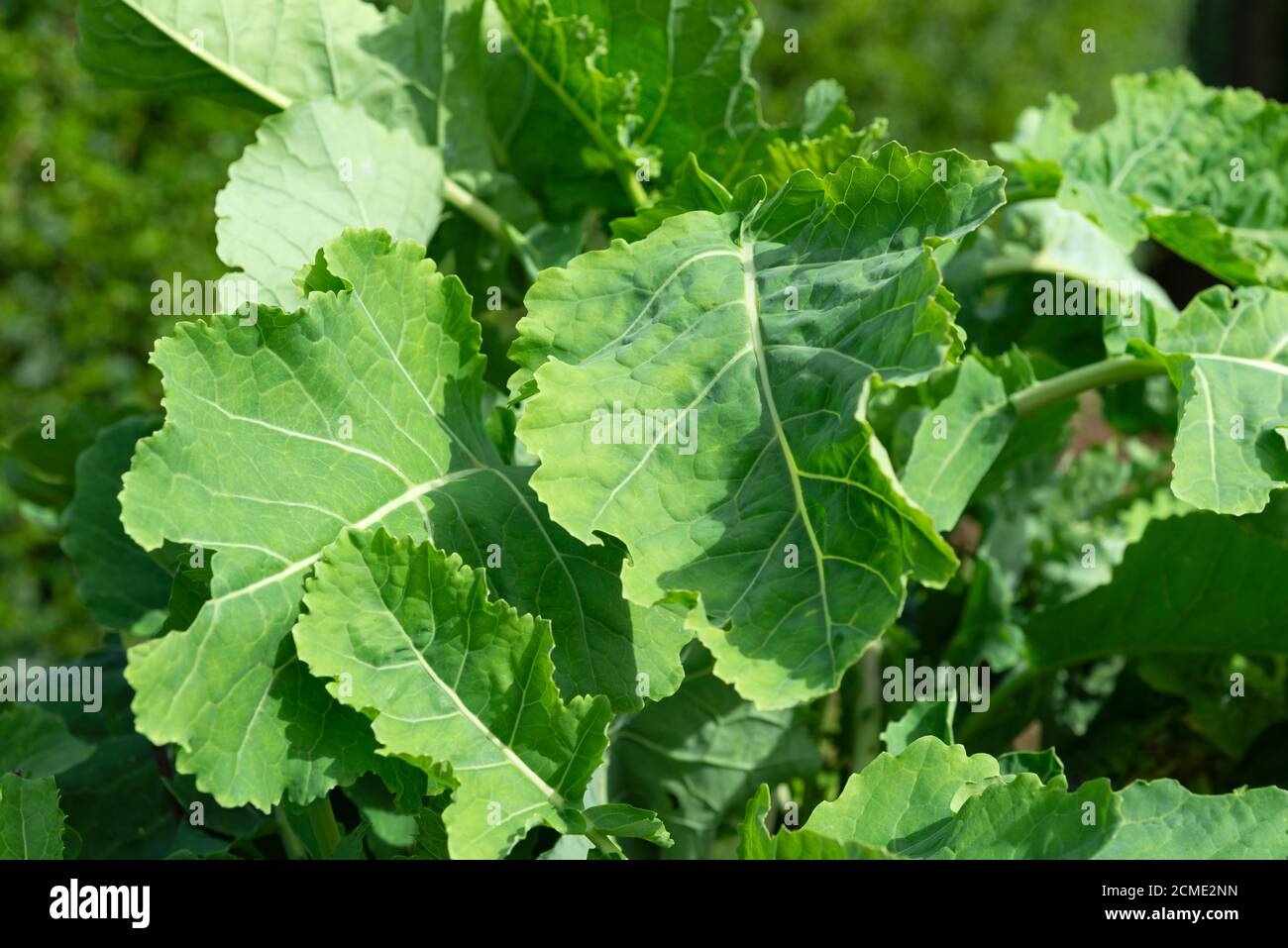 Daubenton kale hi-res stock photography and images - Alamy