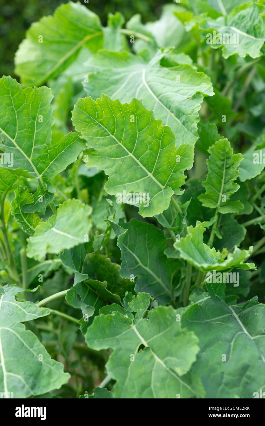 Daubenton hi-res stock photography and images - Alamy