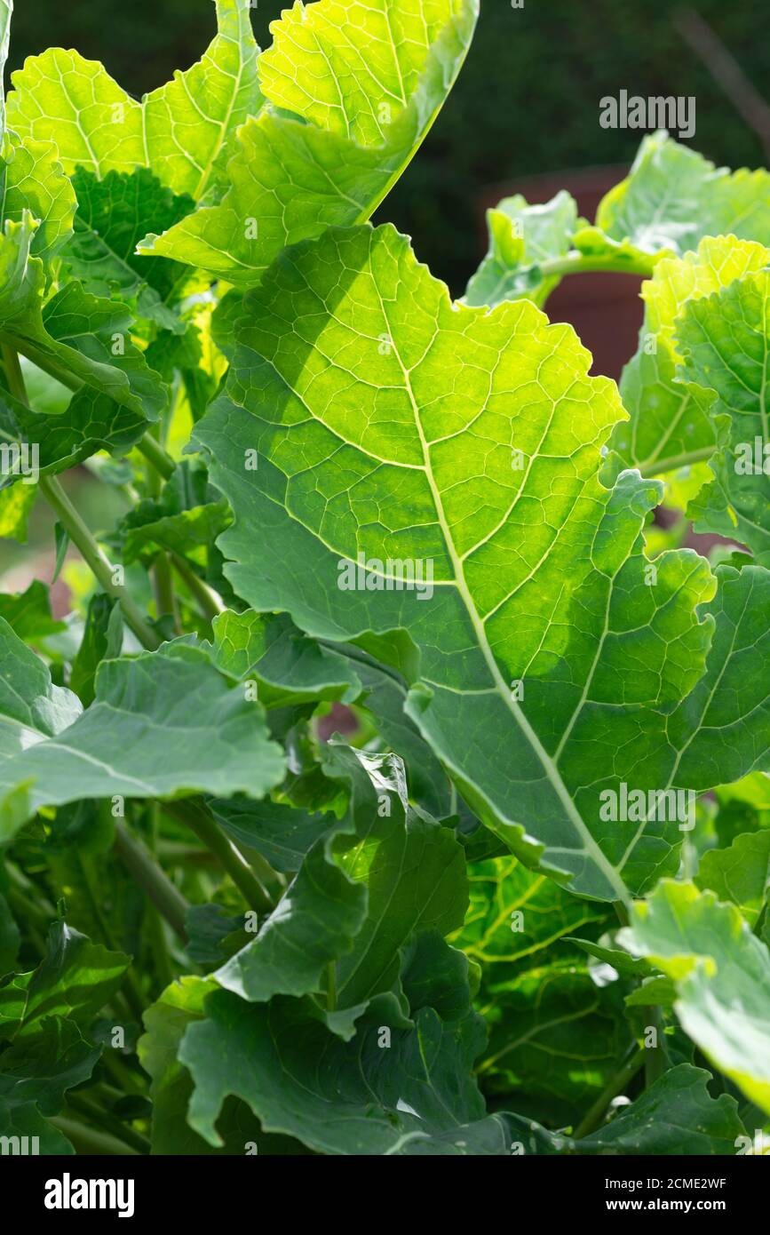 Daubenton's kale hi-res stock photography and images - Alamy