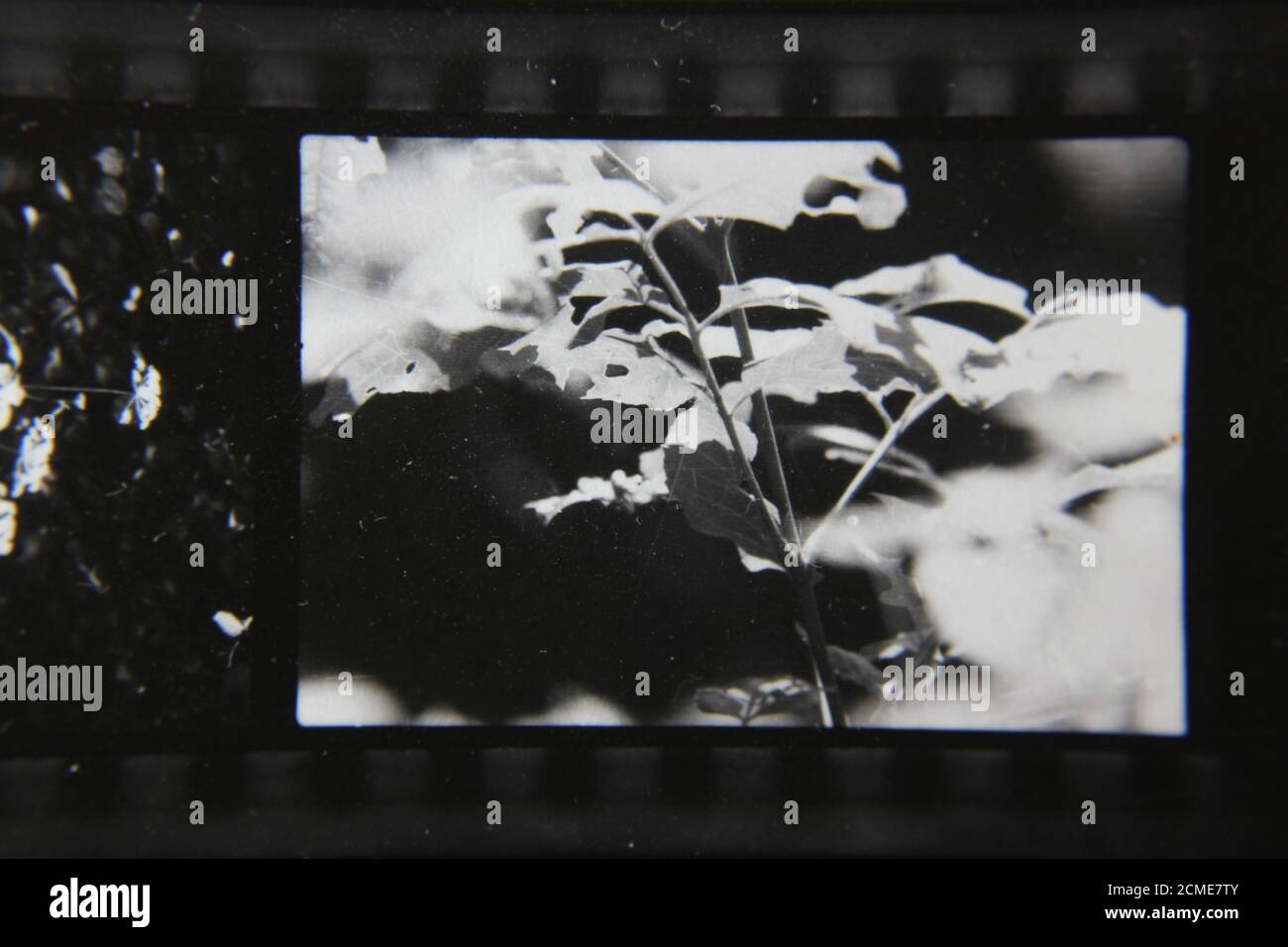 Fine 70s vintage black and white photography of a forest plant showing ...