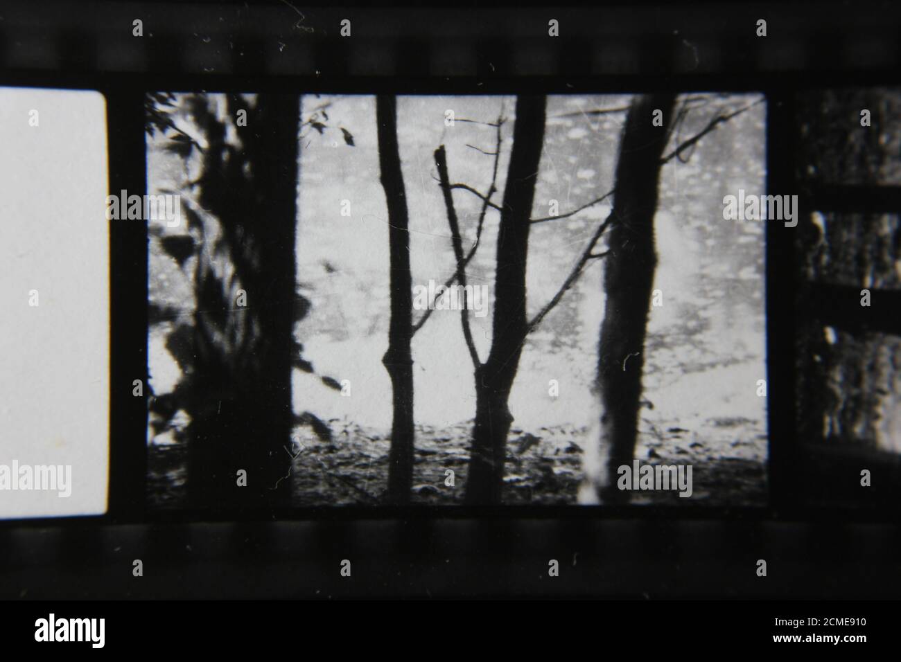 Fine 70s vintage black and white photography of a forest plant showing ...