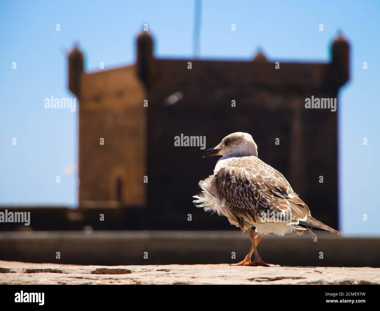 Animal ancien hi-res stock photography and images - Alamy