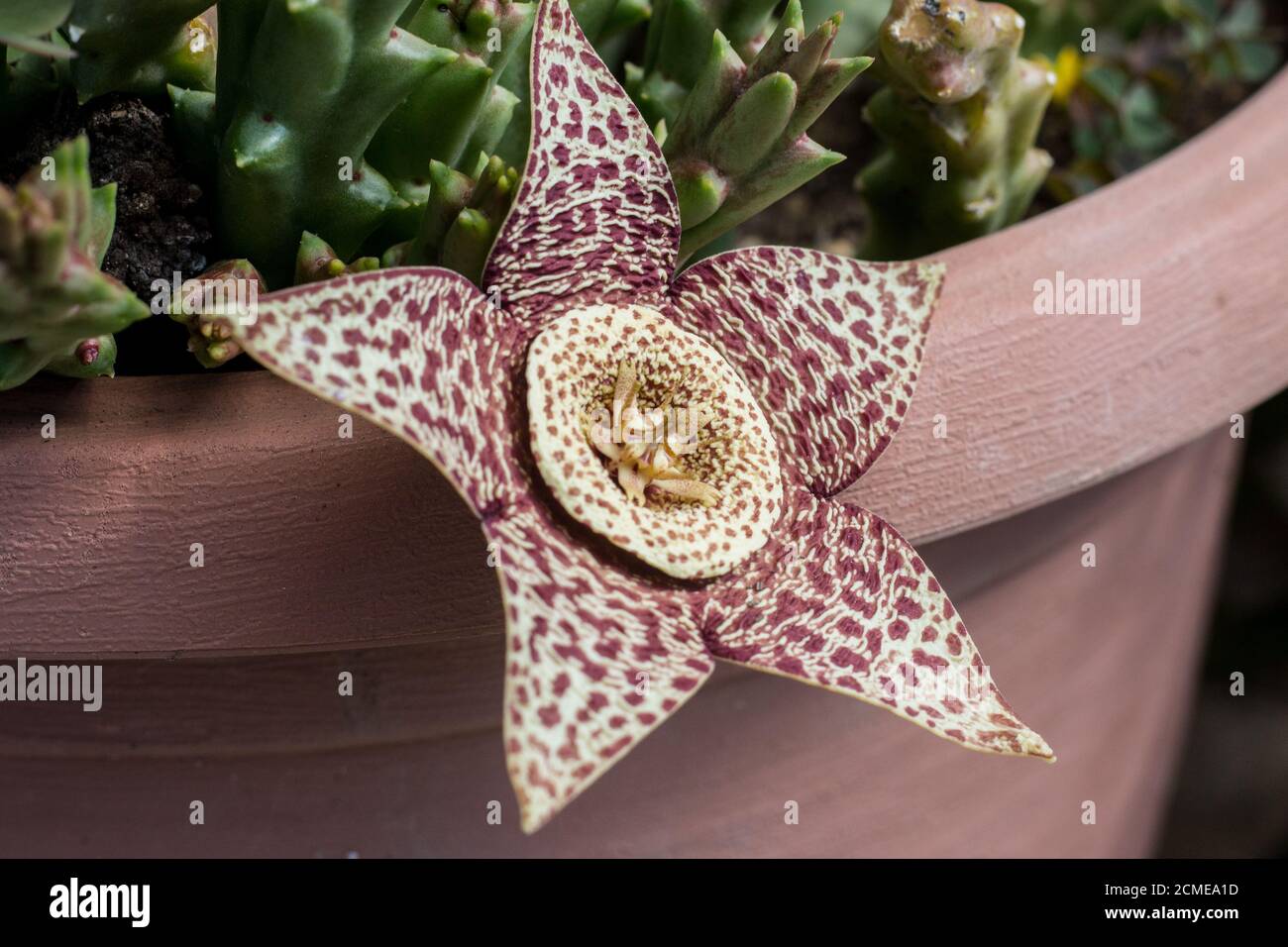 flower of Stapelia, a genus of low-growing, spineless, stem succulent ...