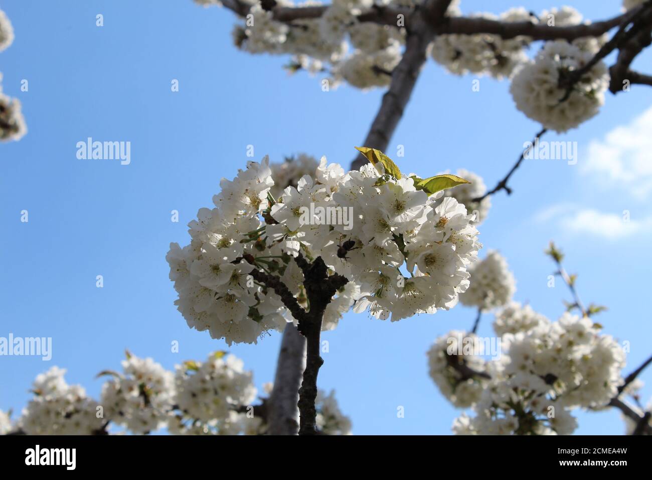 Cherry jerte valley hi-res stock photography and images - Alamy