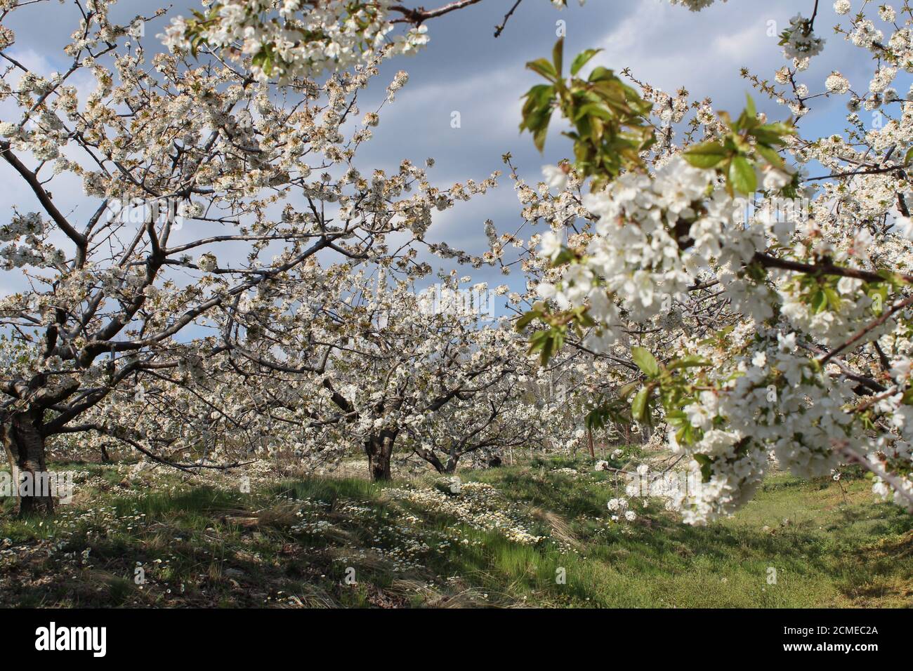Cherry Blossom at the Jerte Valley, Extremadura, Spain Stock Photo - Alamy