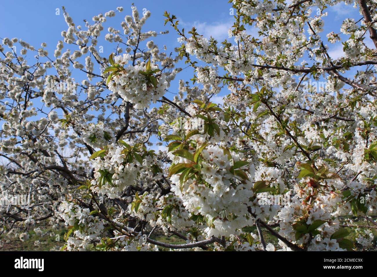 Jerte valley hi-res stock photography and images - Alamy