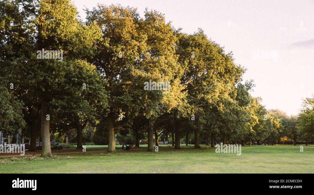 Woody shades hi-res stock photography and images - Alamy