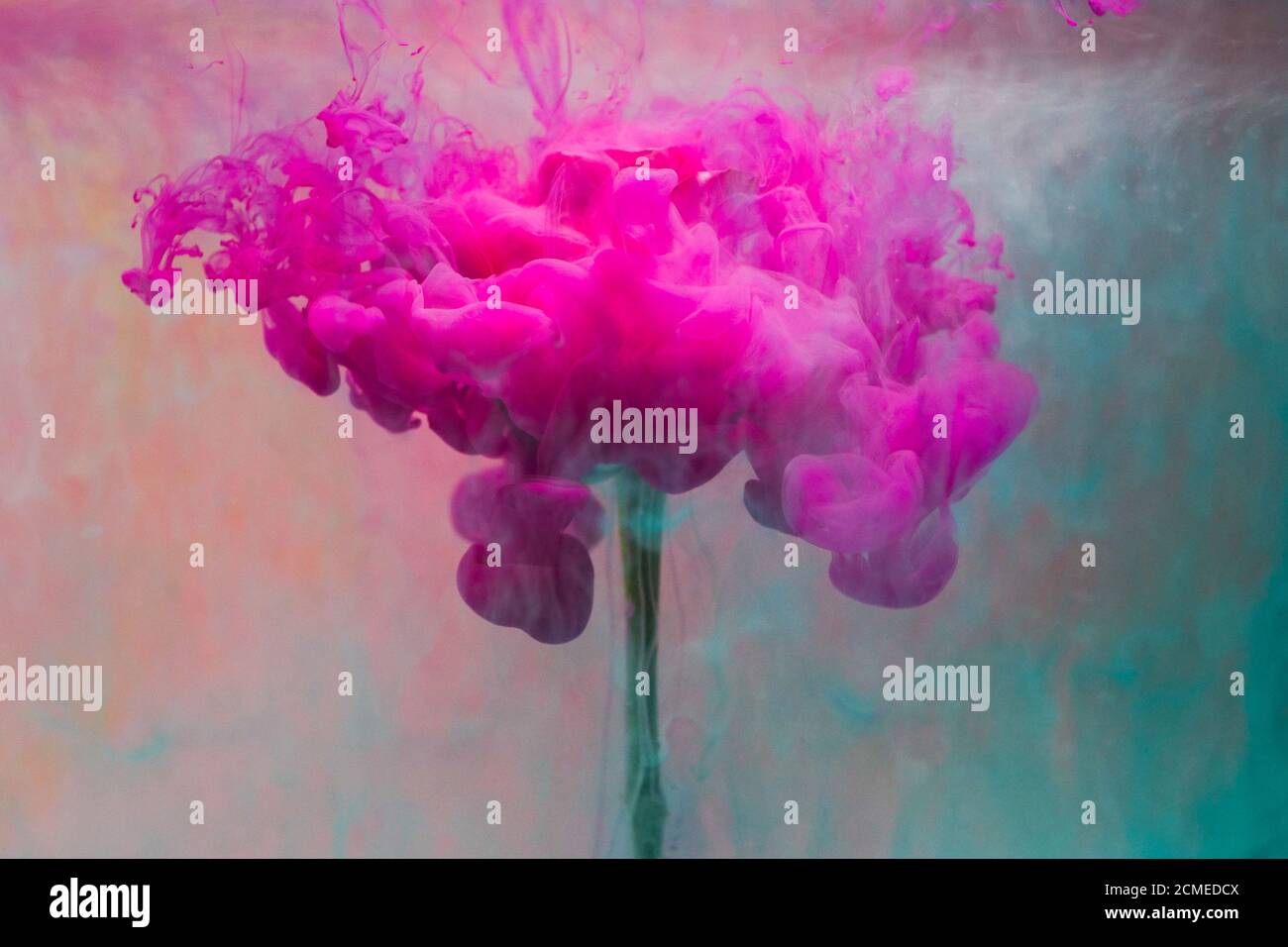 Colorful drop falling on a beautiful rose Stock Photo - Alamy