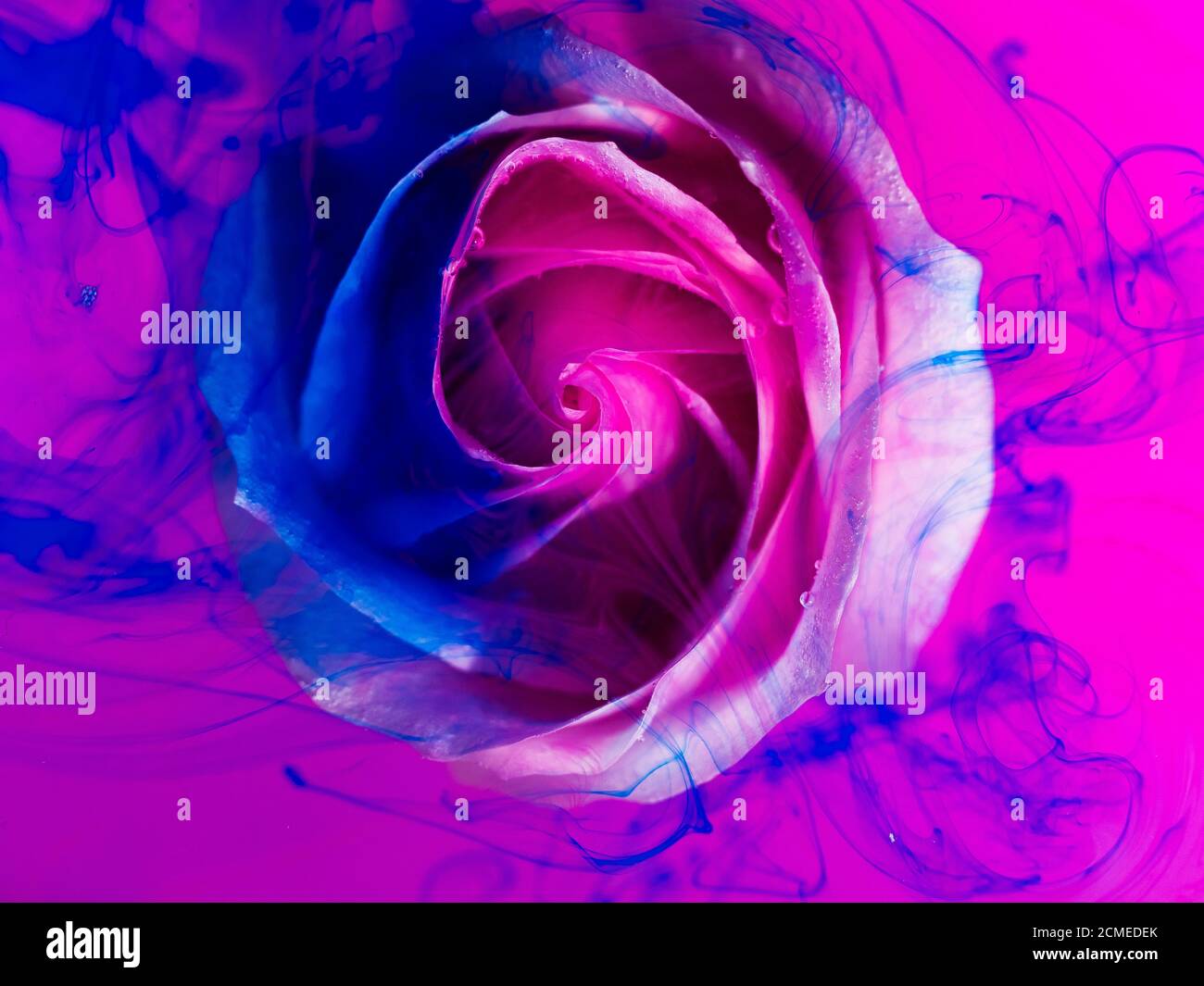 Top view of a beautiful rose in spreading paint. Close-up Stock Photo ...
