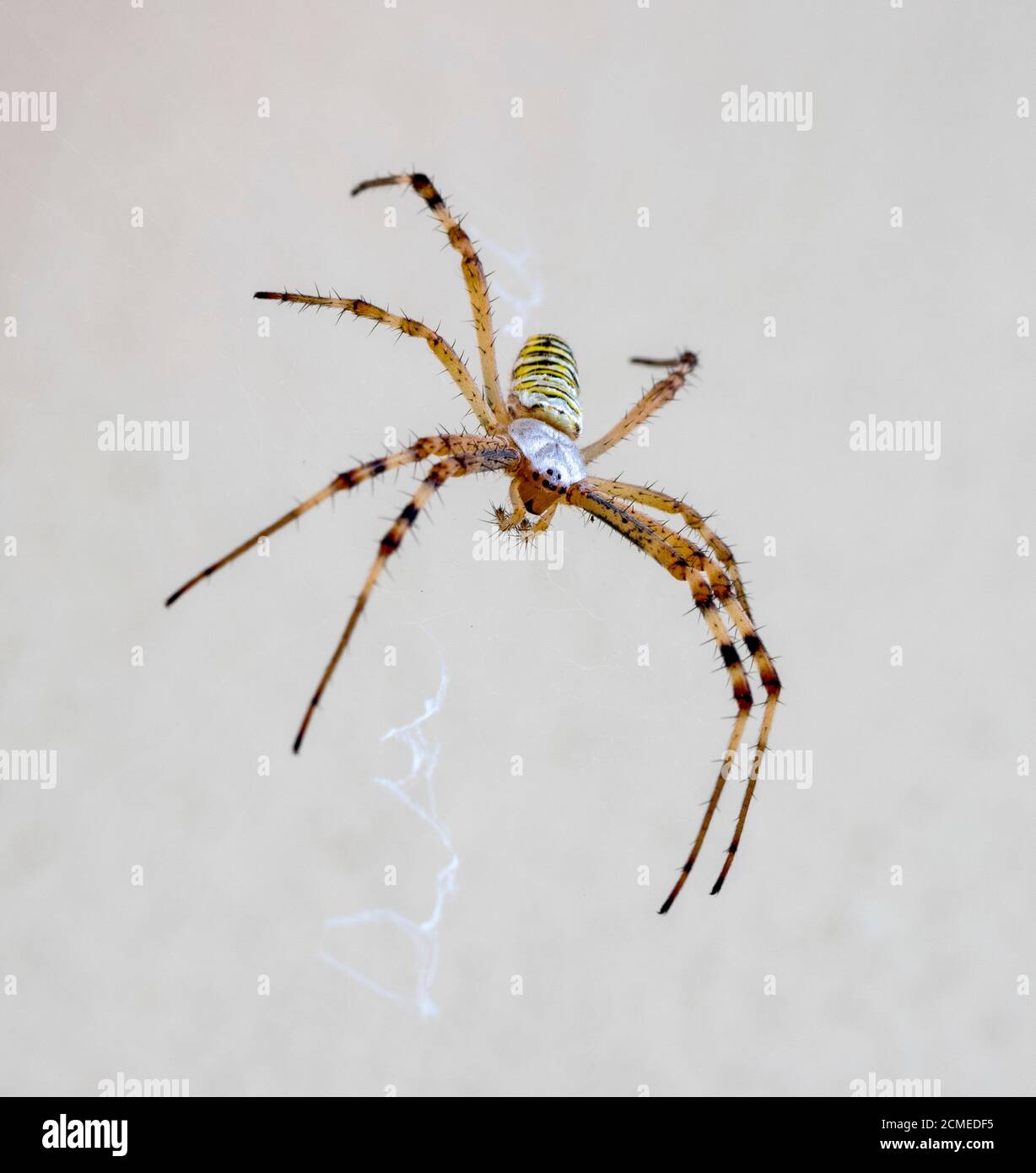 big yellow and black spider with a Fly insect Argiope bruennichi wasp ...
