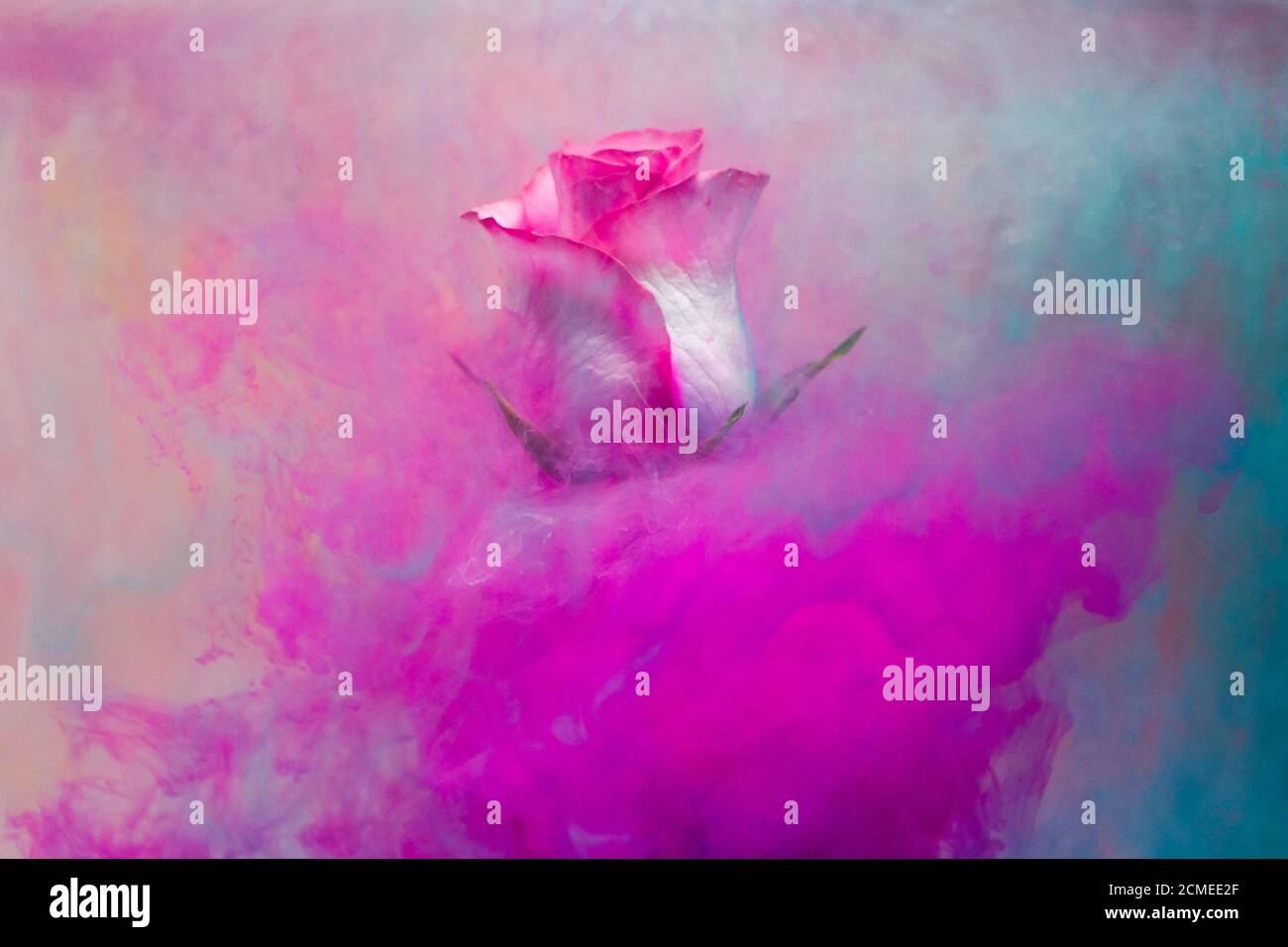 Rose petals falling on water hi-res stock photography and images - Alamy