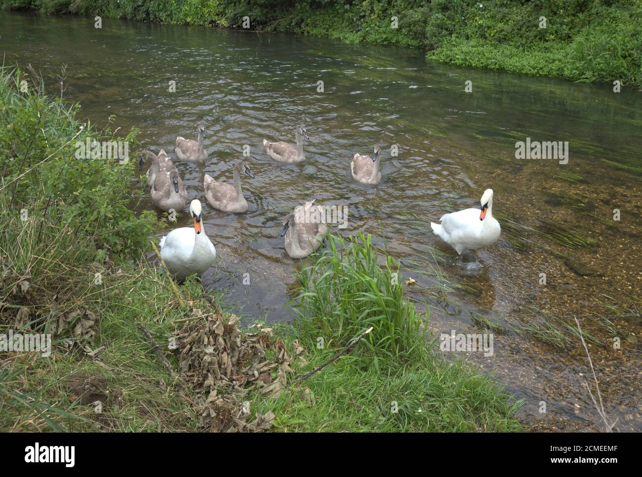 7 Young swans with their mum and dad, beginning to change colour to ...
