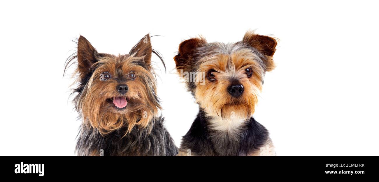 Two cute small dogs with long and short hair isolated on a white ...