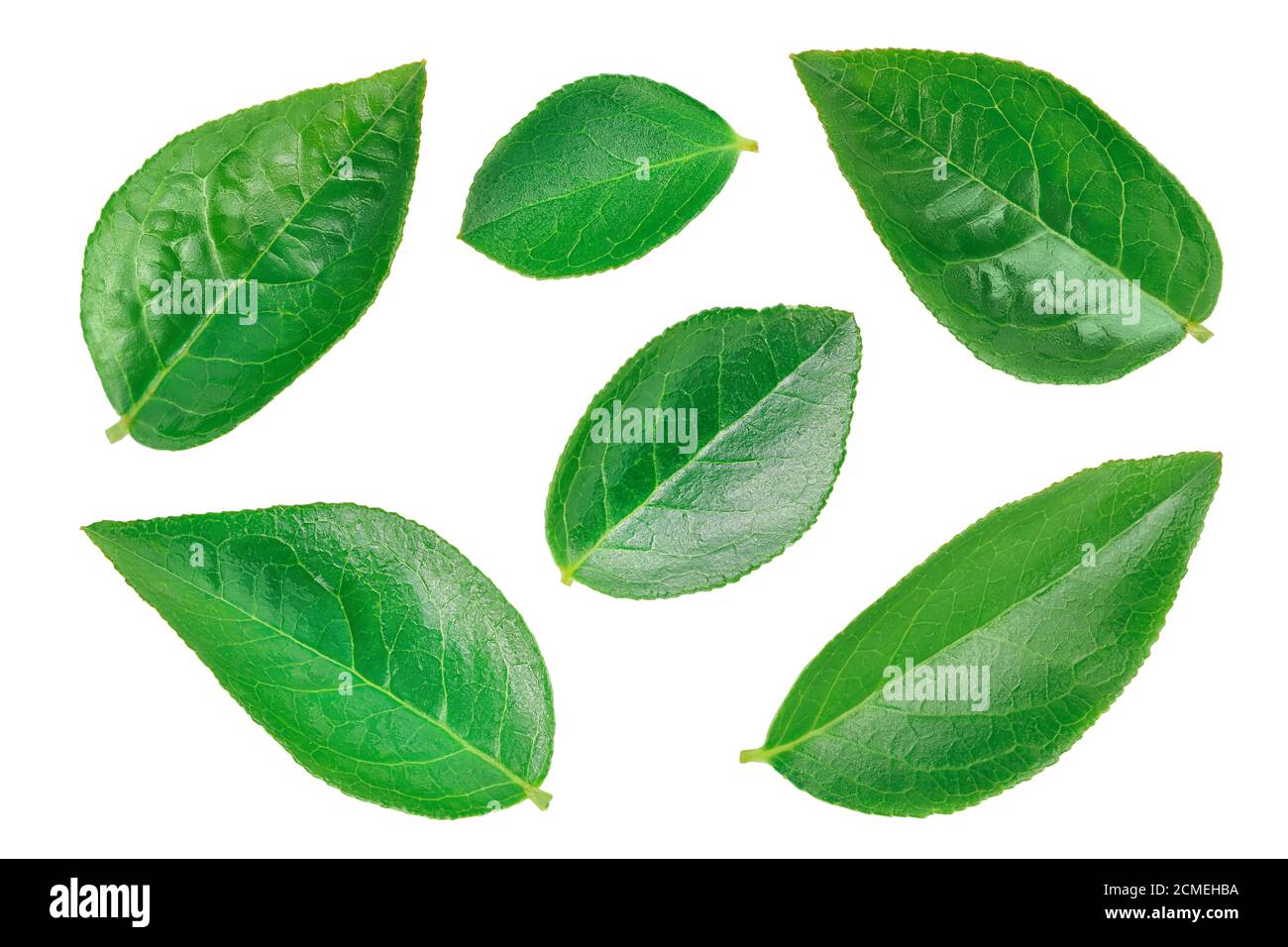 Bilberry or blueberry leaf isolated on white background with clipping ...