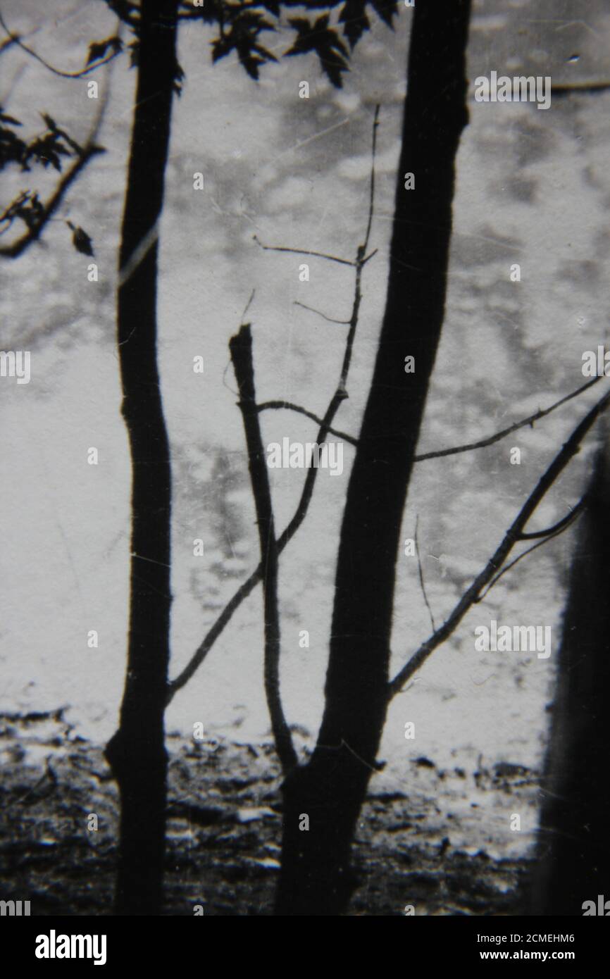 Fine 70s vintage black and white photography of a forest plant showing ...