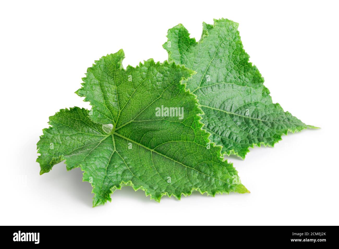 Cucumber leaf isolated on a white background with clipping path and ...