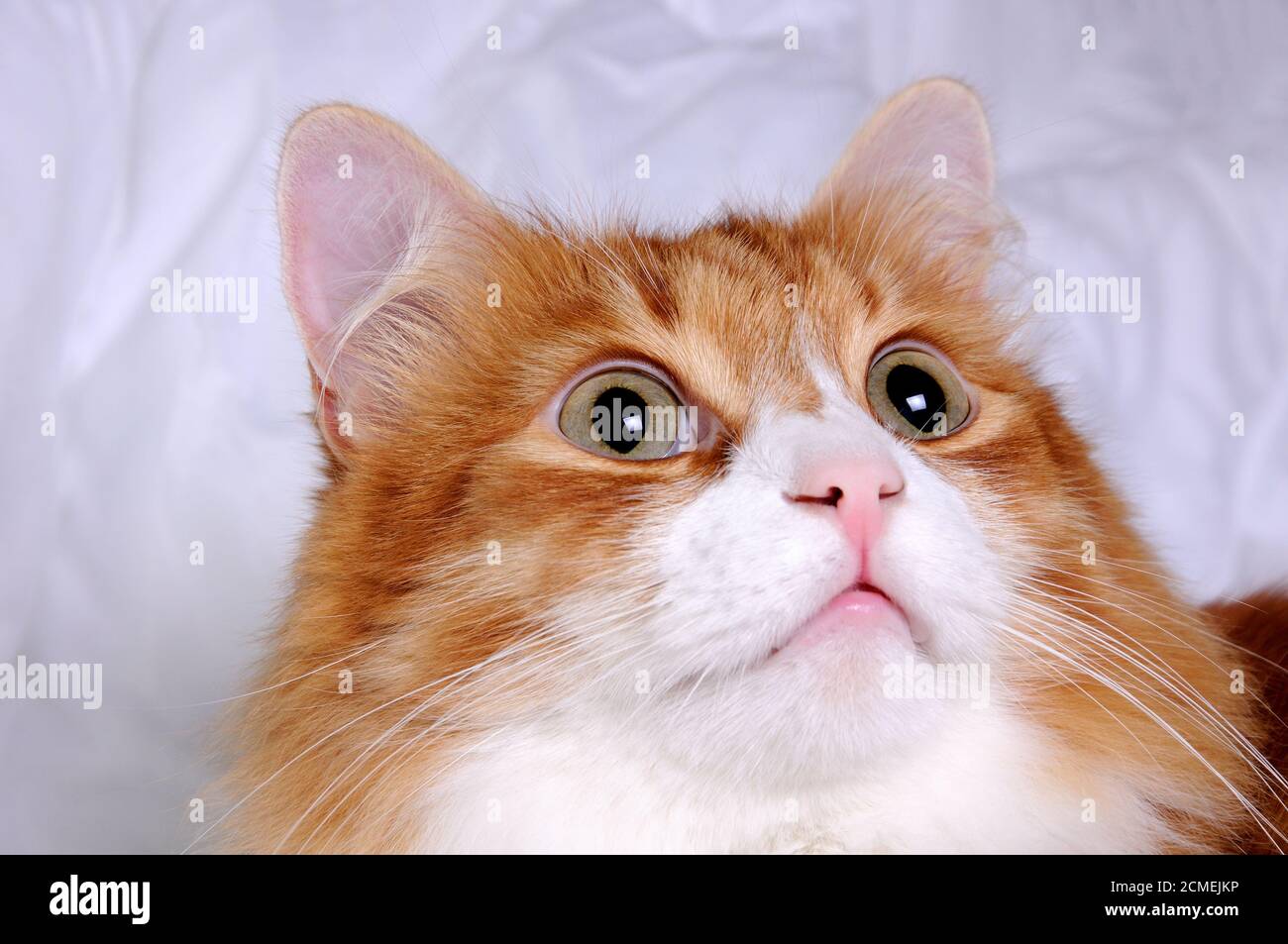 Portrait red headed cat hi-res stock photography and images - Alamy