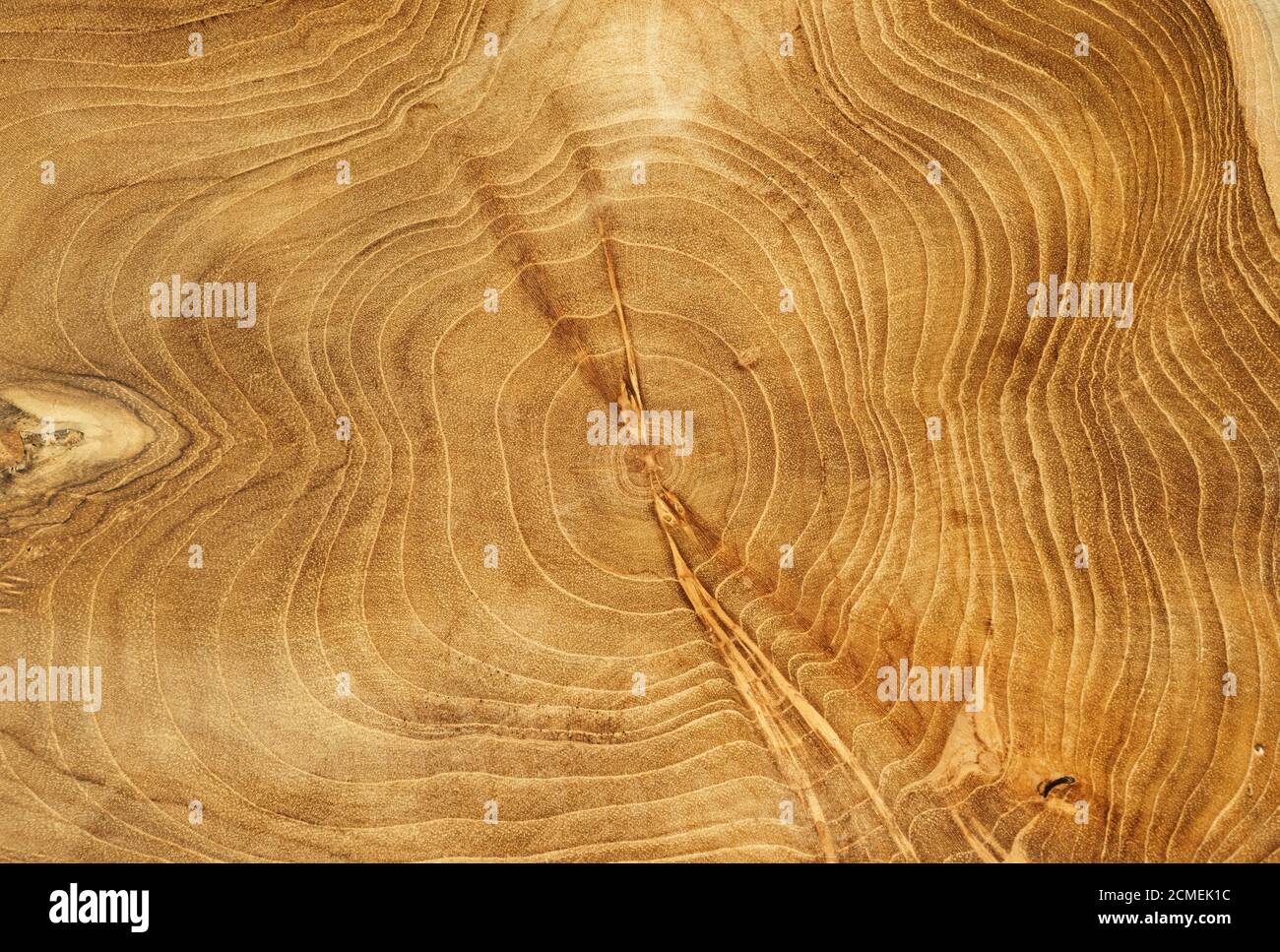 Wood tree texture hi-res stock photography and images - Alamy