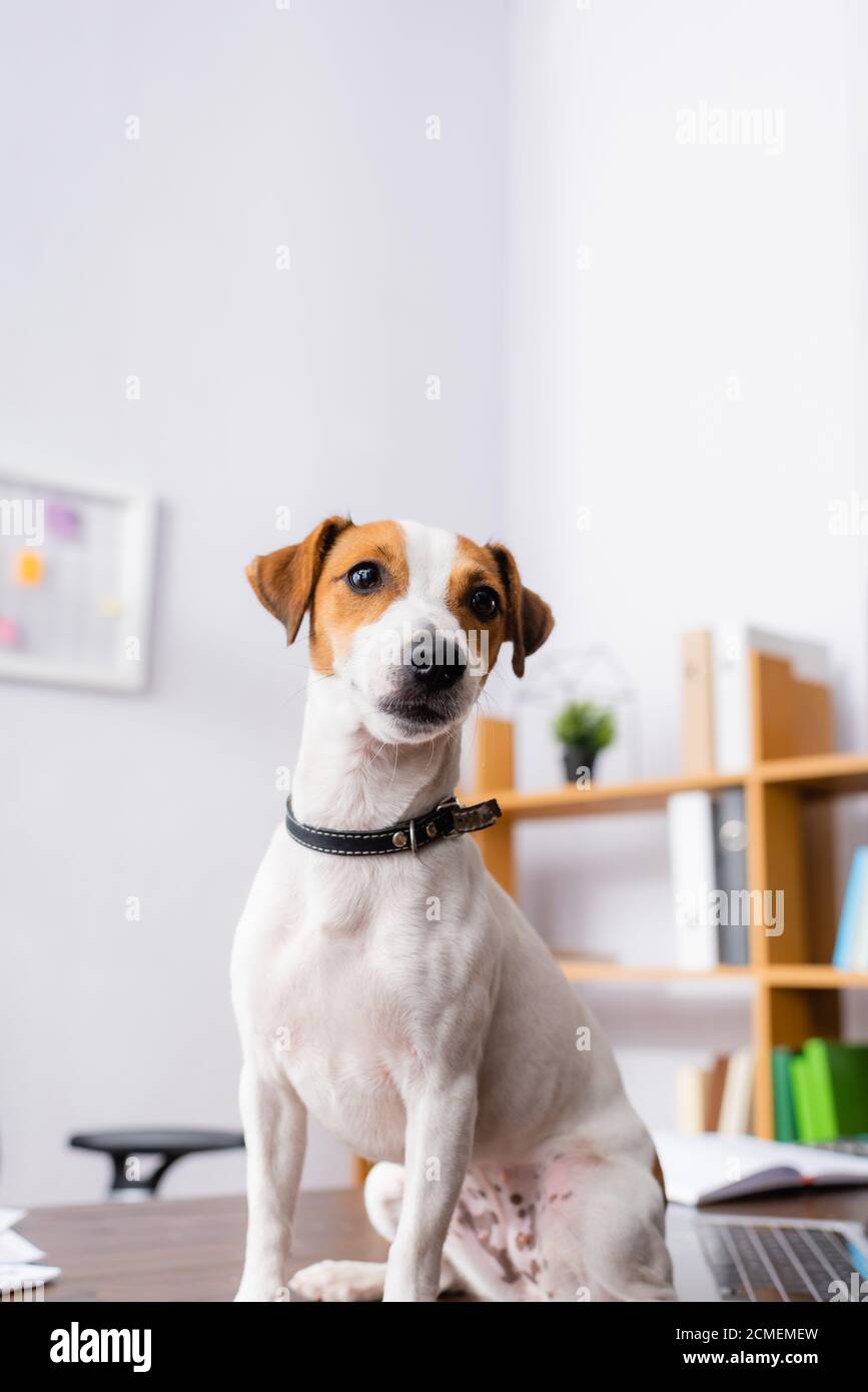 white jack russell terrier dog with brown spots on head sitting on ...