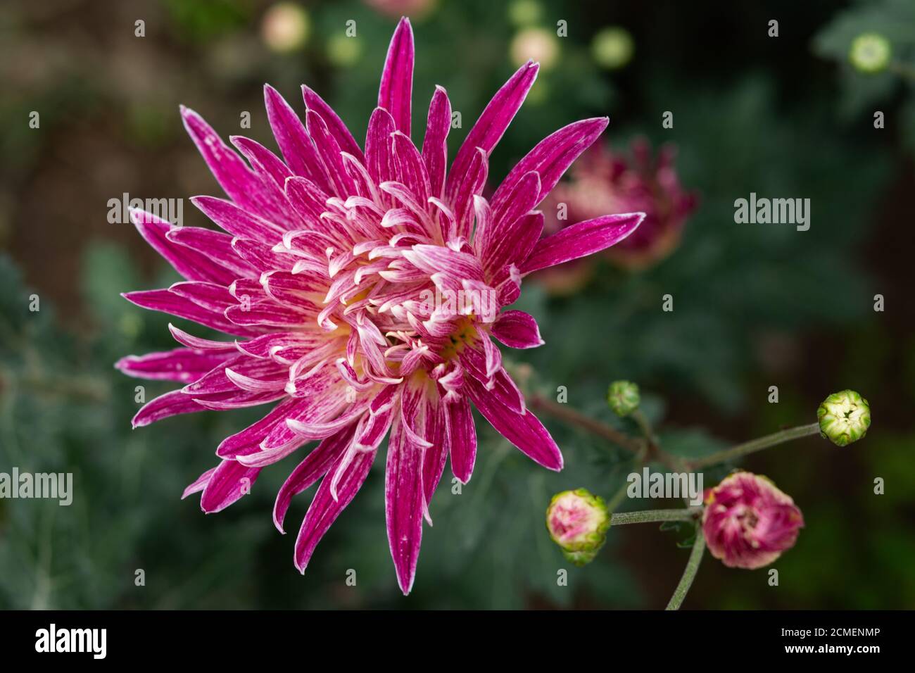 Purple chrysanthemums with a yellow center close-up on a blurred ...