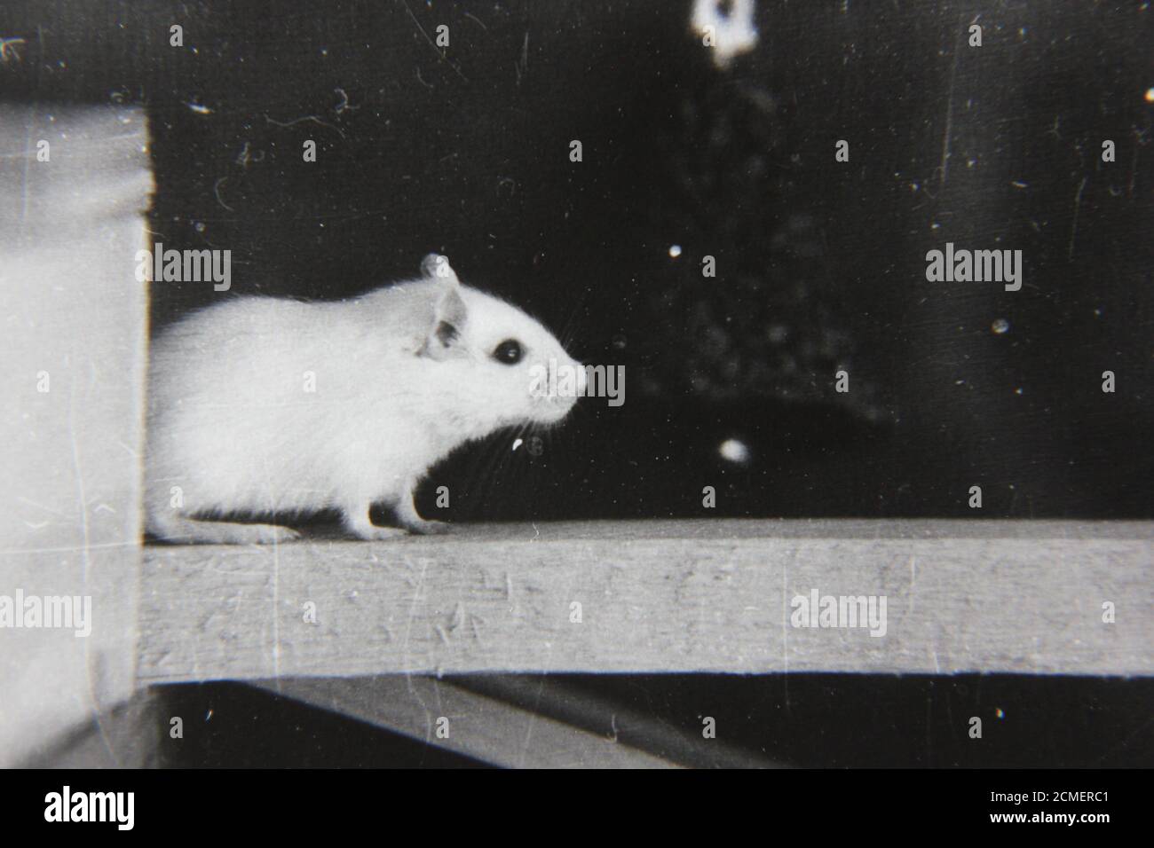 Black And White Gerbils