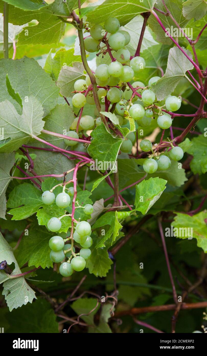 Fruit foliage grapevine vitis hi-res stock photography and images - Alamy