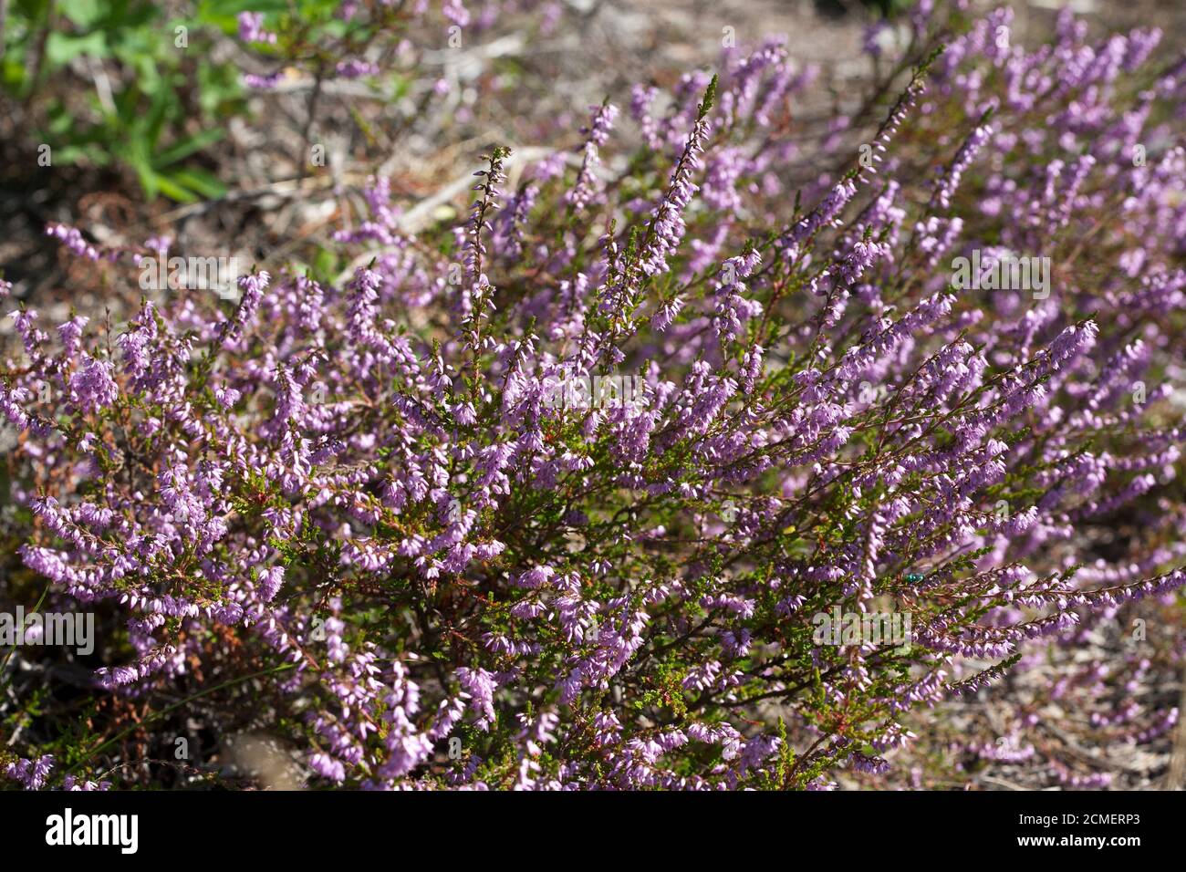 FLOWERING Heather in autumn national flower for Scotland Stock Photo ...