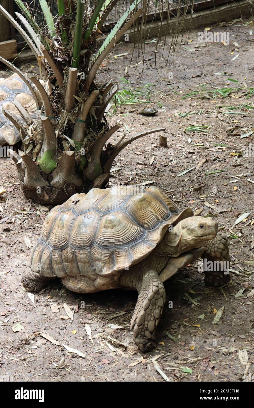 Tortoise Legs High Resolution Stock Photography and Images - Alamy