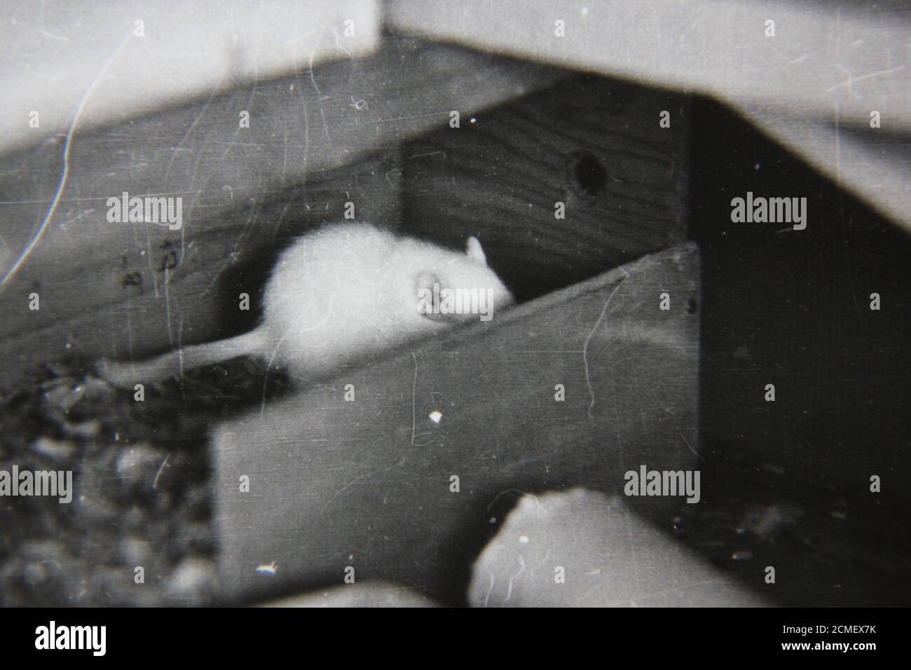 Fine 70s vintage black and white photography of a pet gerbil ...