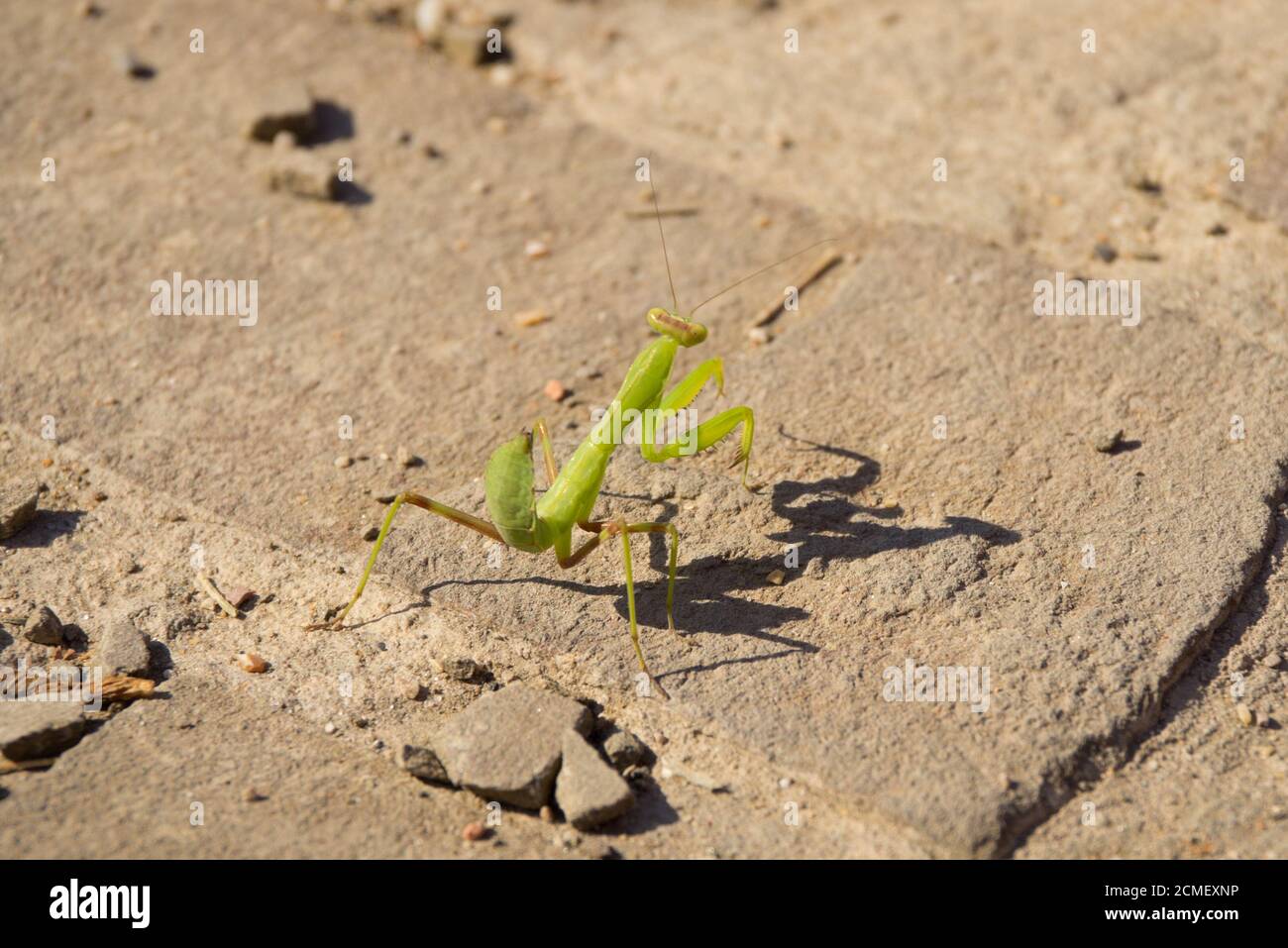 Green little mantis on bricks Stock Photo - Alamy