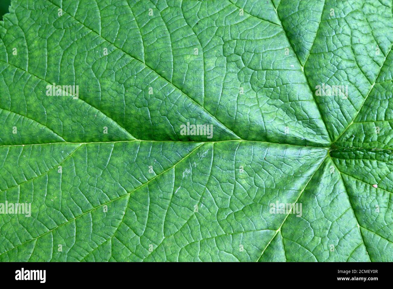 Texture of a green plant Stock Photo - Alamy