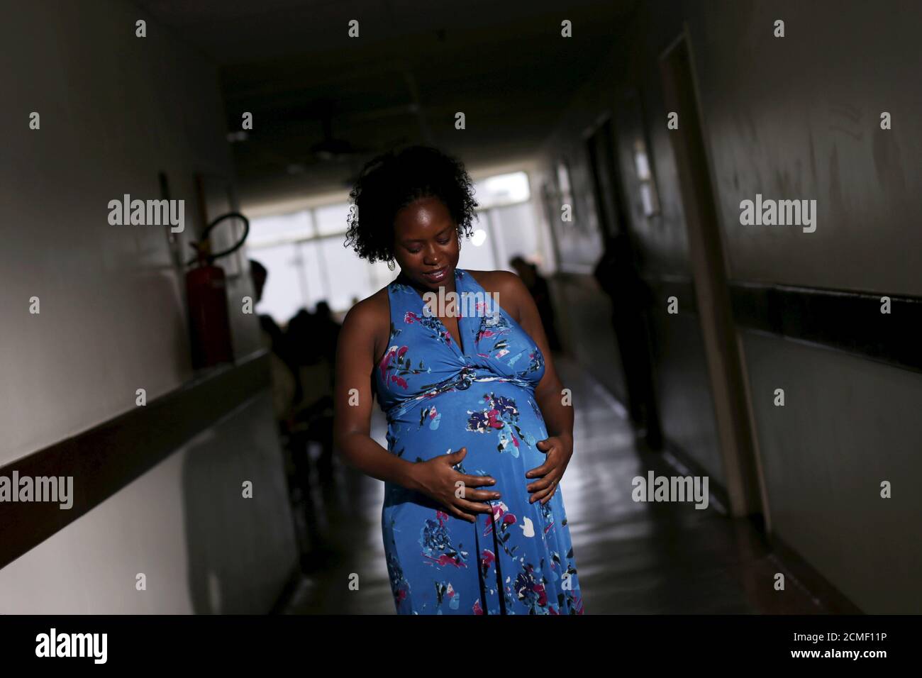 Pregnant insect hi-res stock photography and images - Alamy