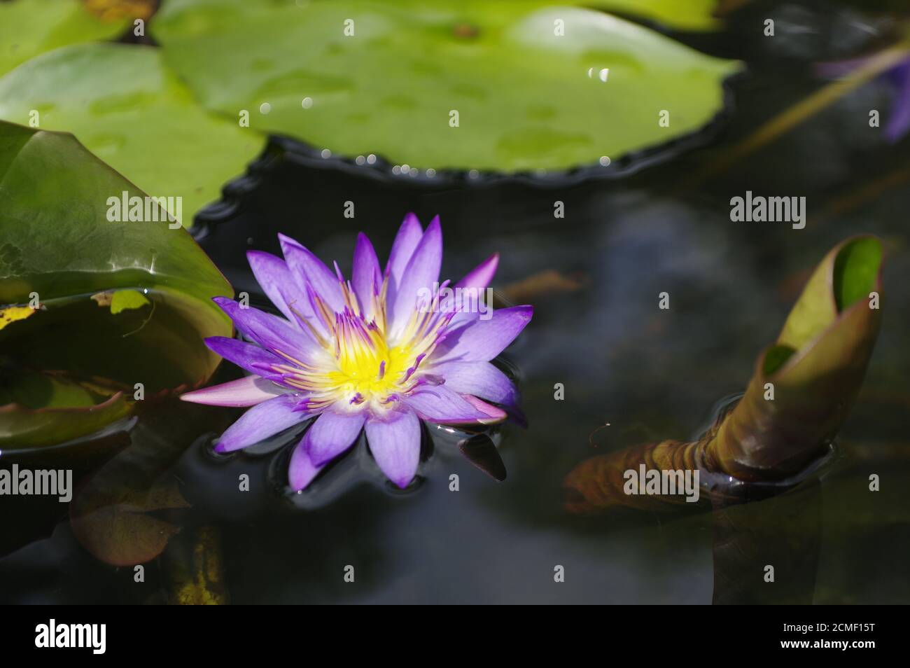 violet Lily in the pond on a bright sunny day, violet lotus flower ...
