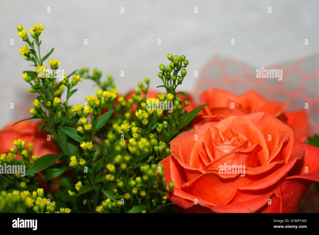 A bouquet of red roses on a gray background with a Bush of greenery ...