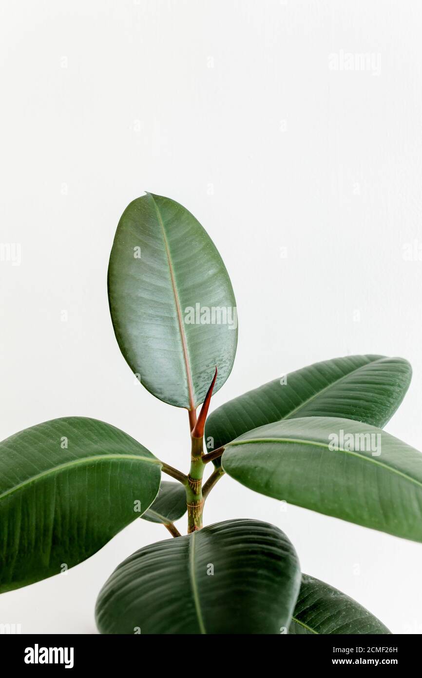 Home plant green leaf ficus benjamina, elastica on a light background ...