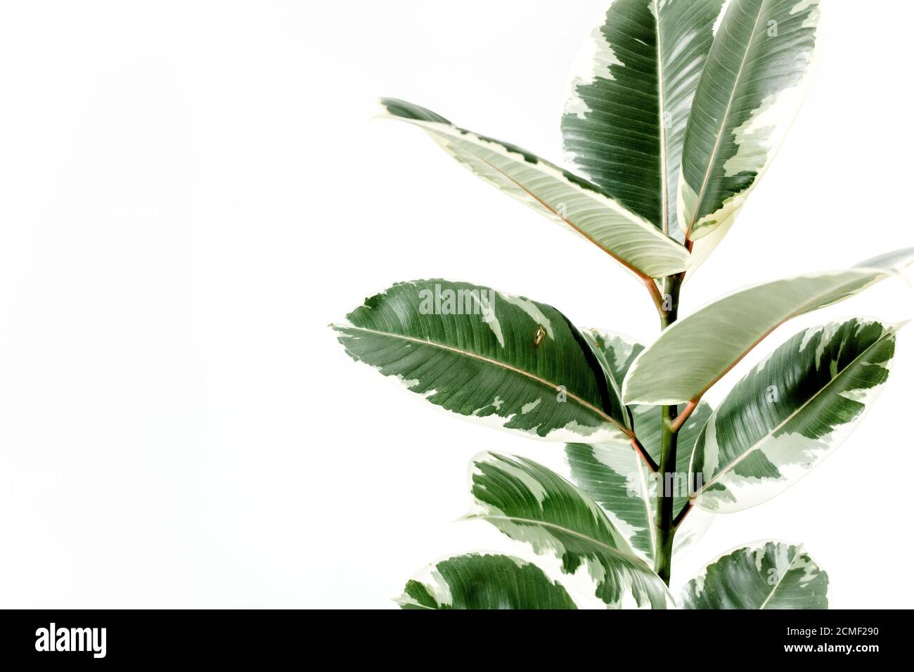 Home plant green leaf ficus benjamina, elastica on a white background ...