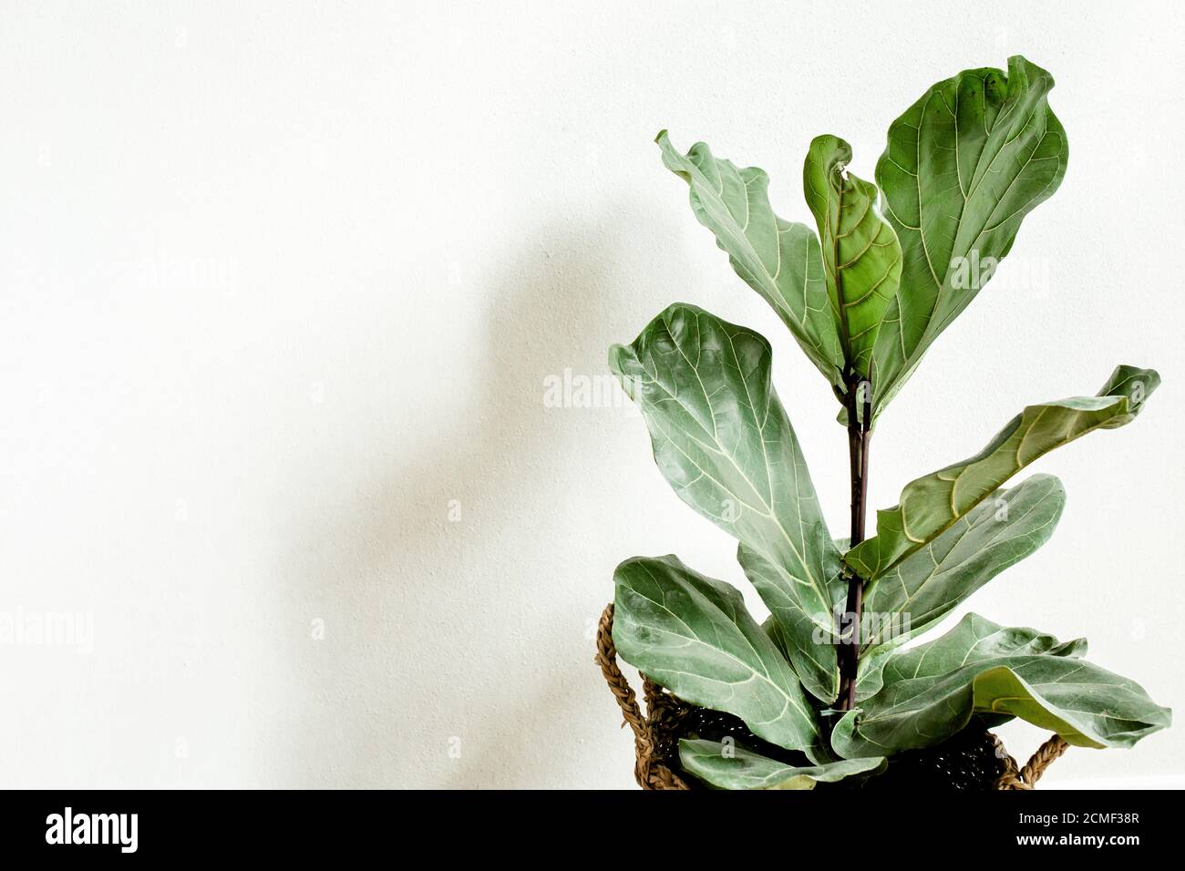 Home plant green leaf ficus benjamina, elastica on a light background ...