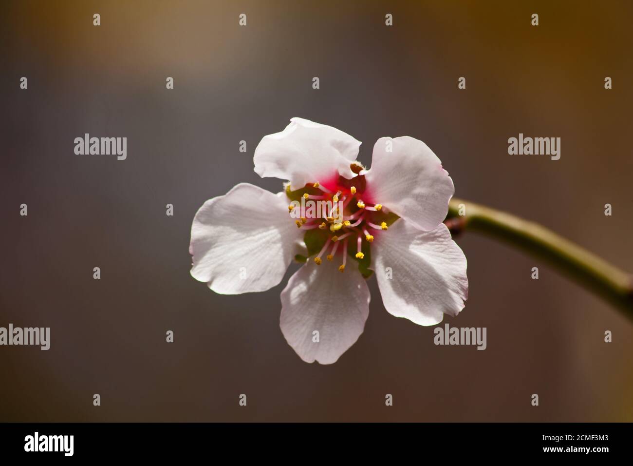 Almond orchard pink blossom hi-res stock photography and images - Alamy