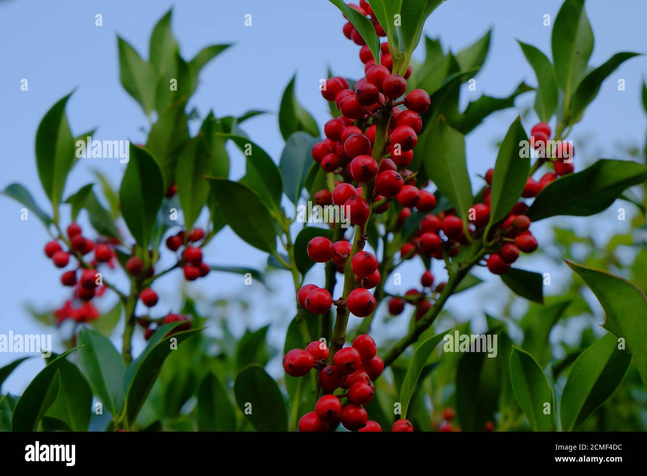 Buffalo berry hi-res stock photography and images - Alamy