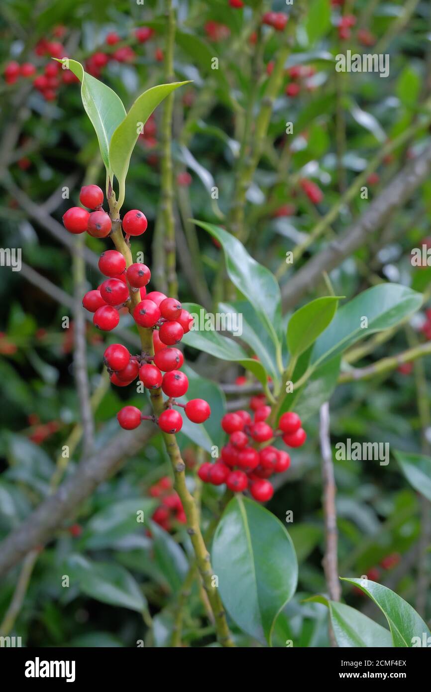 Buffalo berry hi-res stock photography and images - Alamy