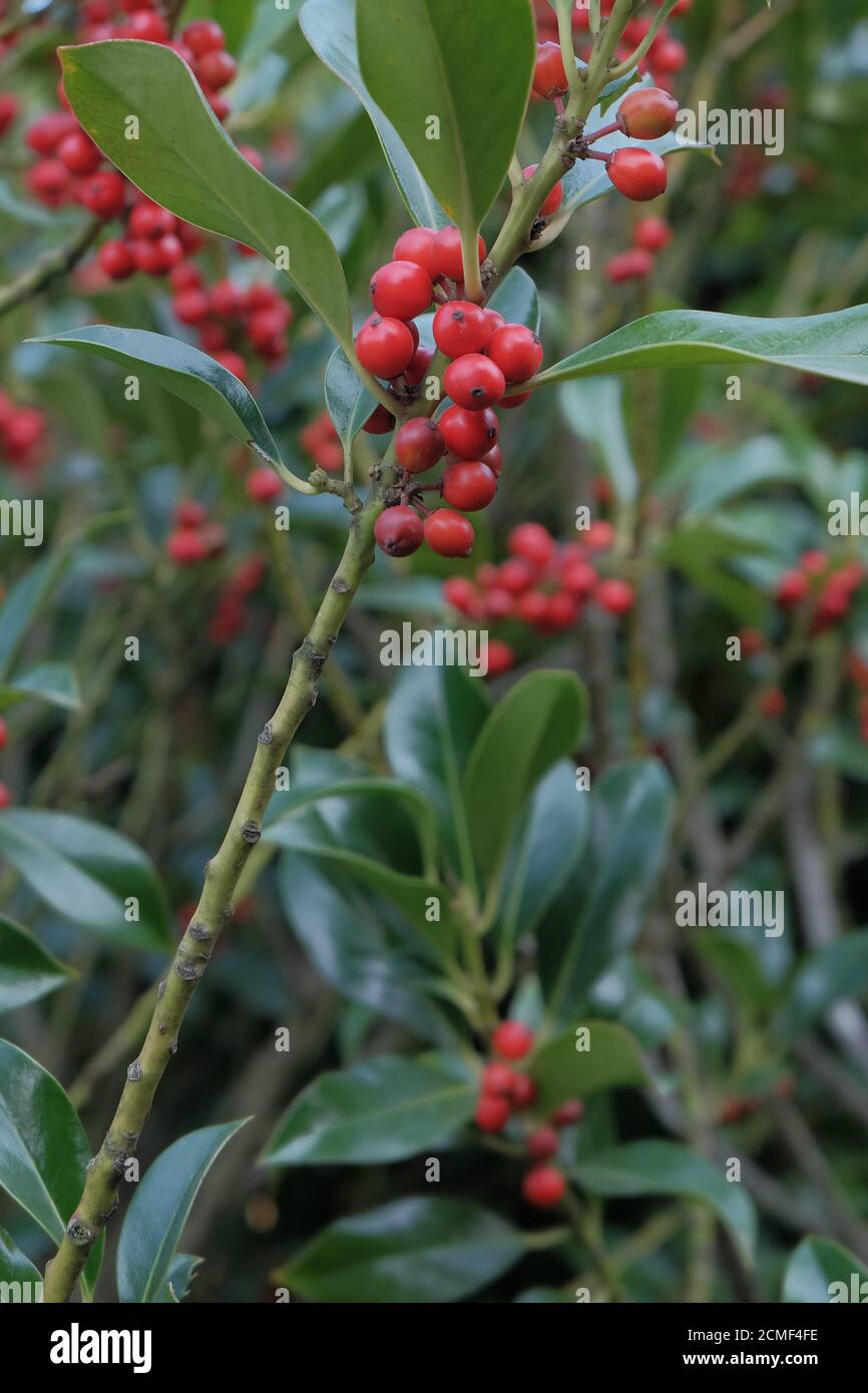 Buffalo berry hi-res stock photography and images - Alamy